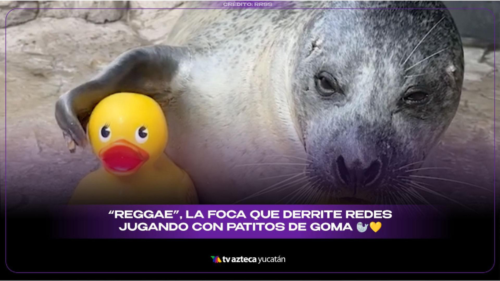 Foca jugando con patitos de goma causa ternura en redes