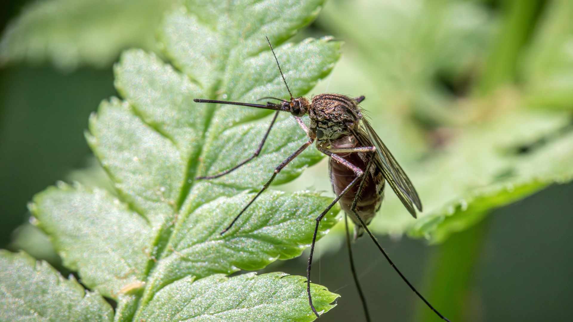 Esta es la planta aromática que los mosquitos no soportan