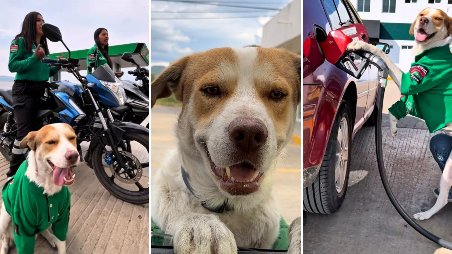Mailo, el perro gasolinero de Oaxaca que fue adoptado y ahora es viral ...