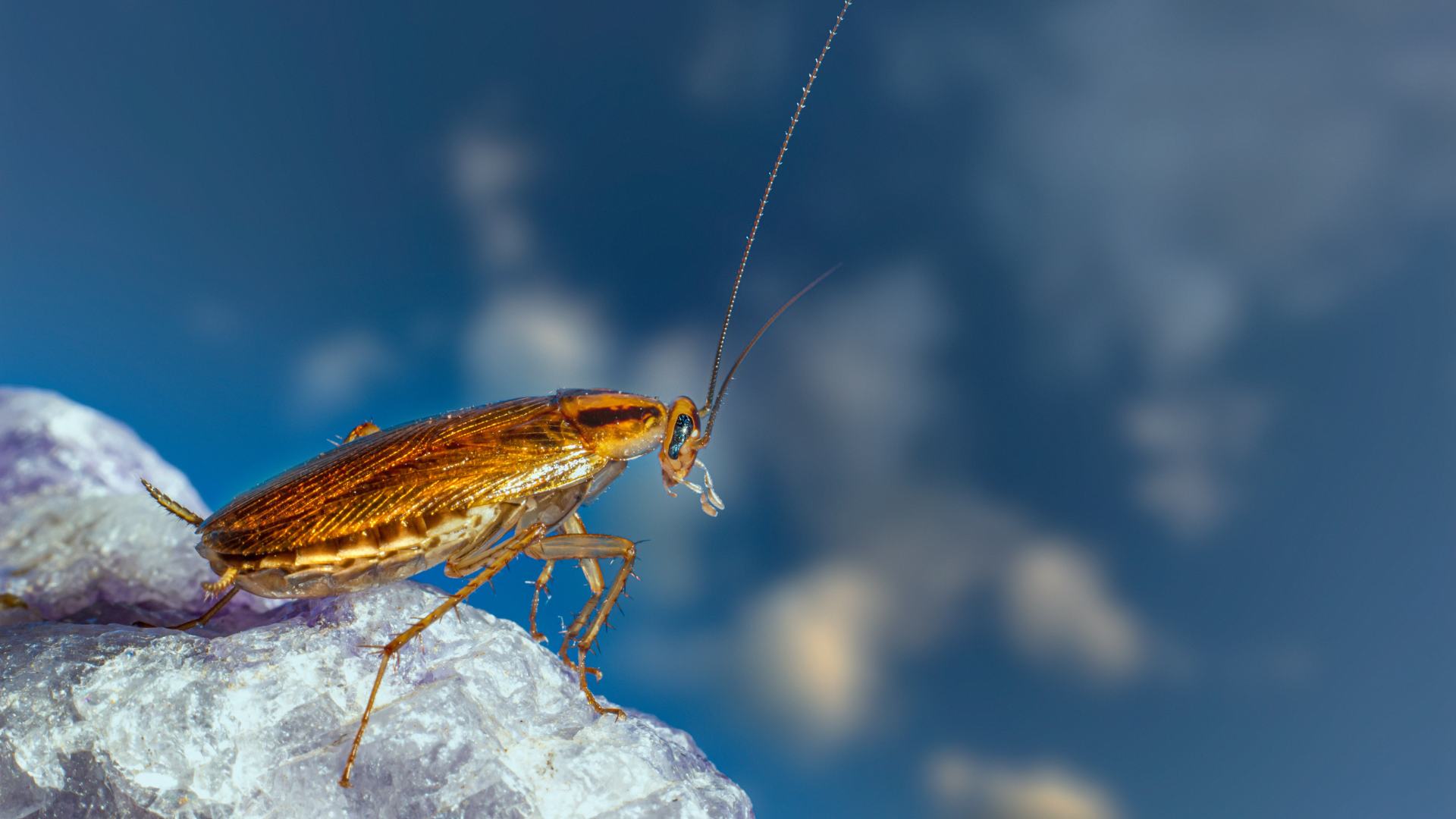 ¿Cómo son las súper cucarachas que se han vuelto inmunes a insecticidas?