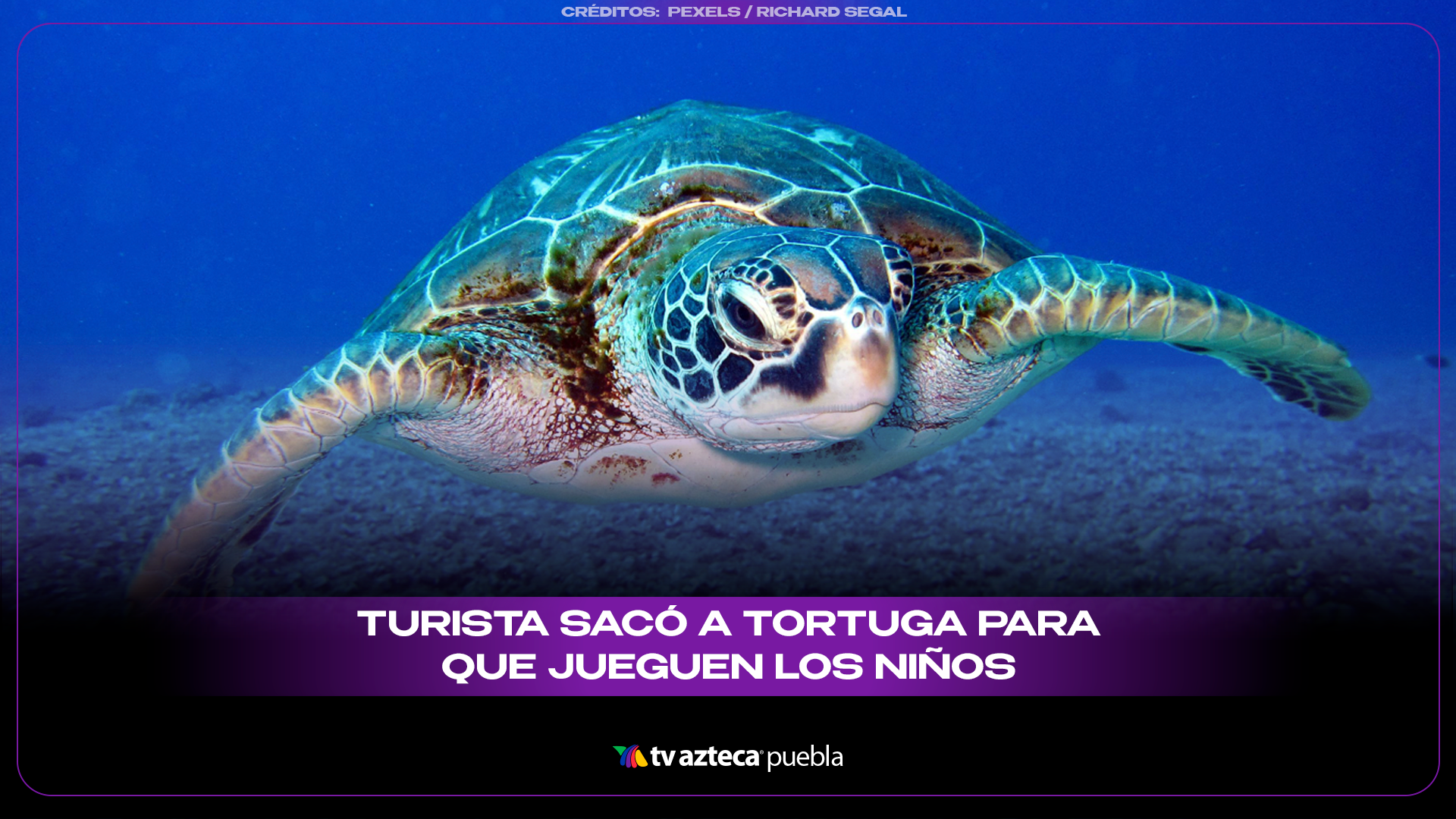 Tortuga marina Playa La India Huatulco extracción especie protegida