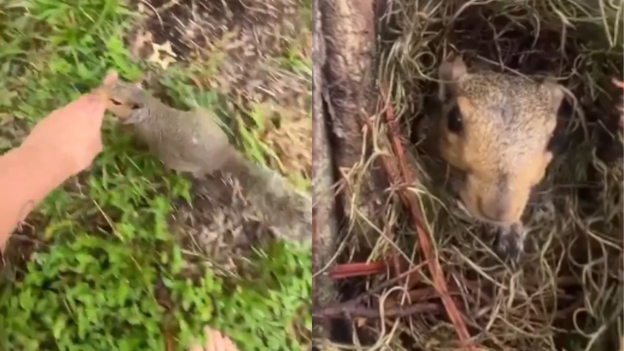 Ardilla le muestra sus pequeñas crías a su amiga humana | VIDEO