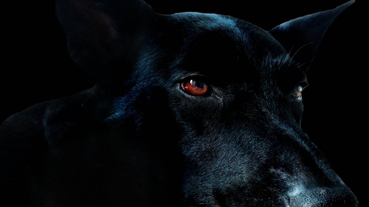 Familia china adopta un perro y resulta ser un OSO