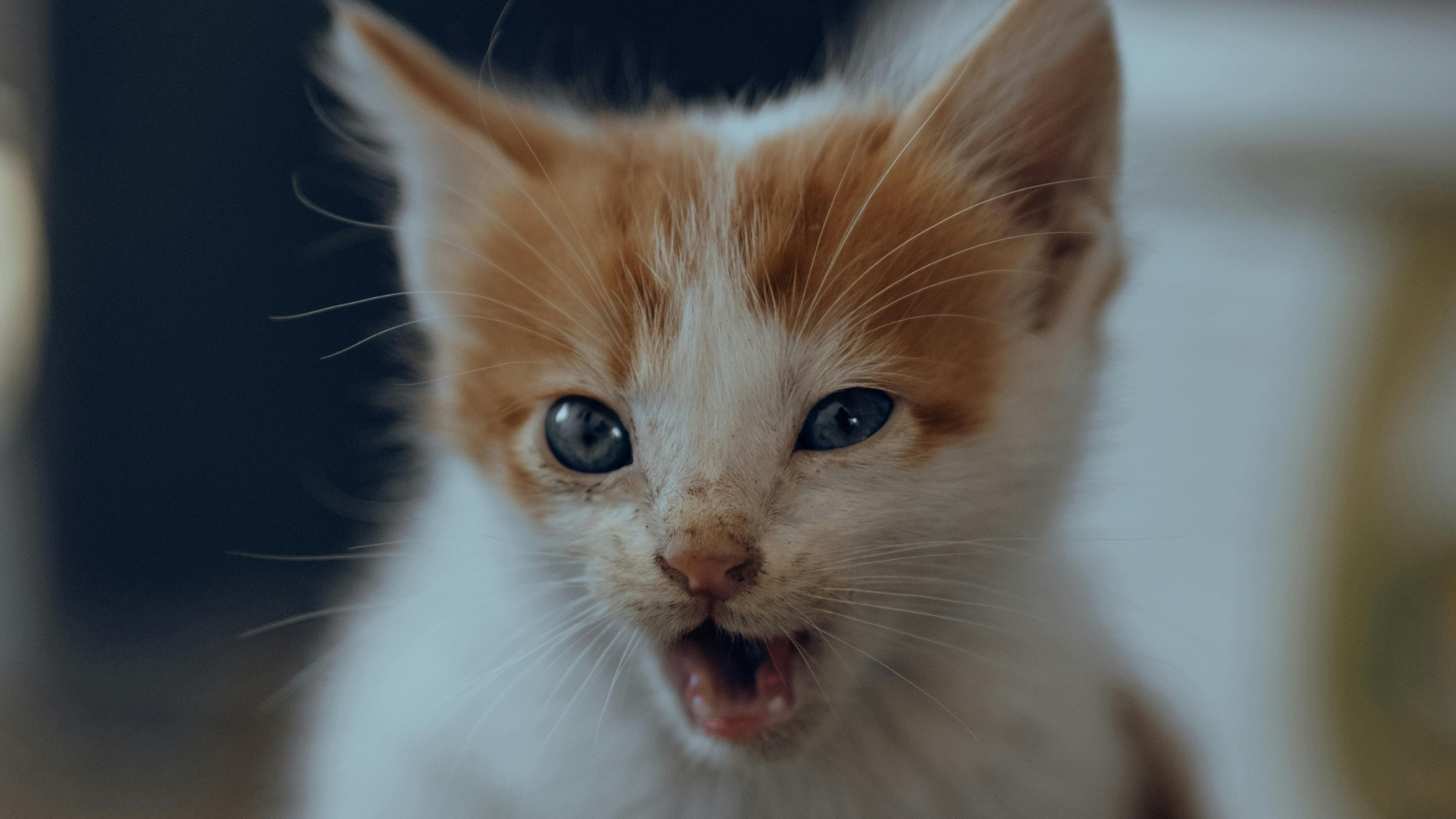 Maltrato animal: niños asfixian, apuñalan y matan a gatito en Lerdo