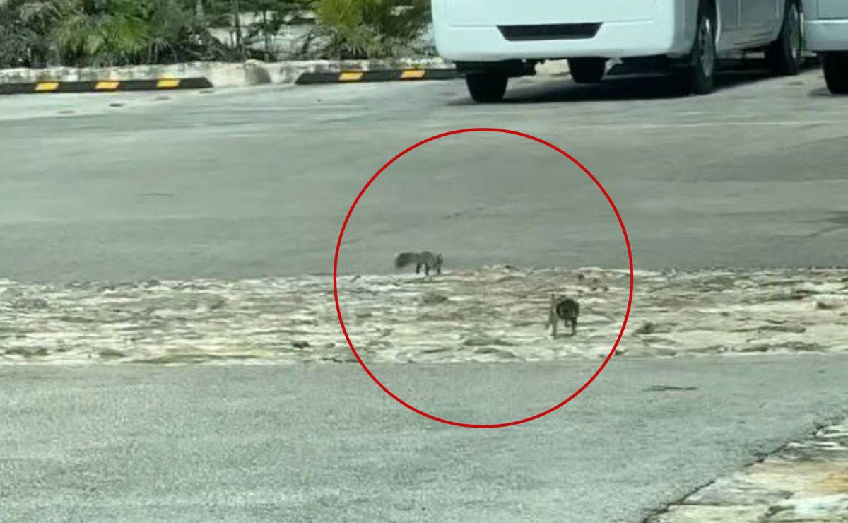 Así fueron captadas estas dos ardillas jugando en Yucatán; video viral