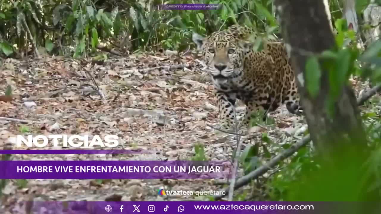 Video viral hombre se topa con un jaguar en la Selva Maya