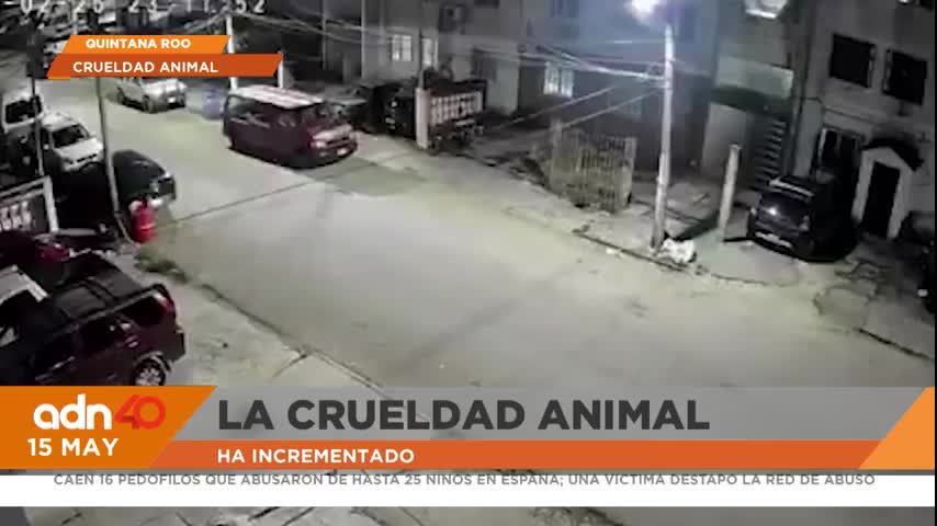 ADN 40 En Península | El maltrato animal va en aumento; estos son los ...