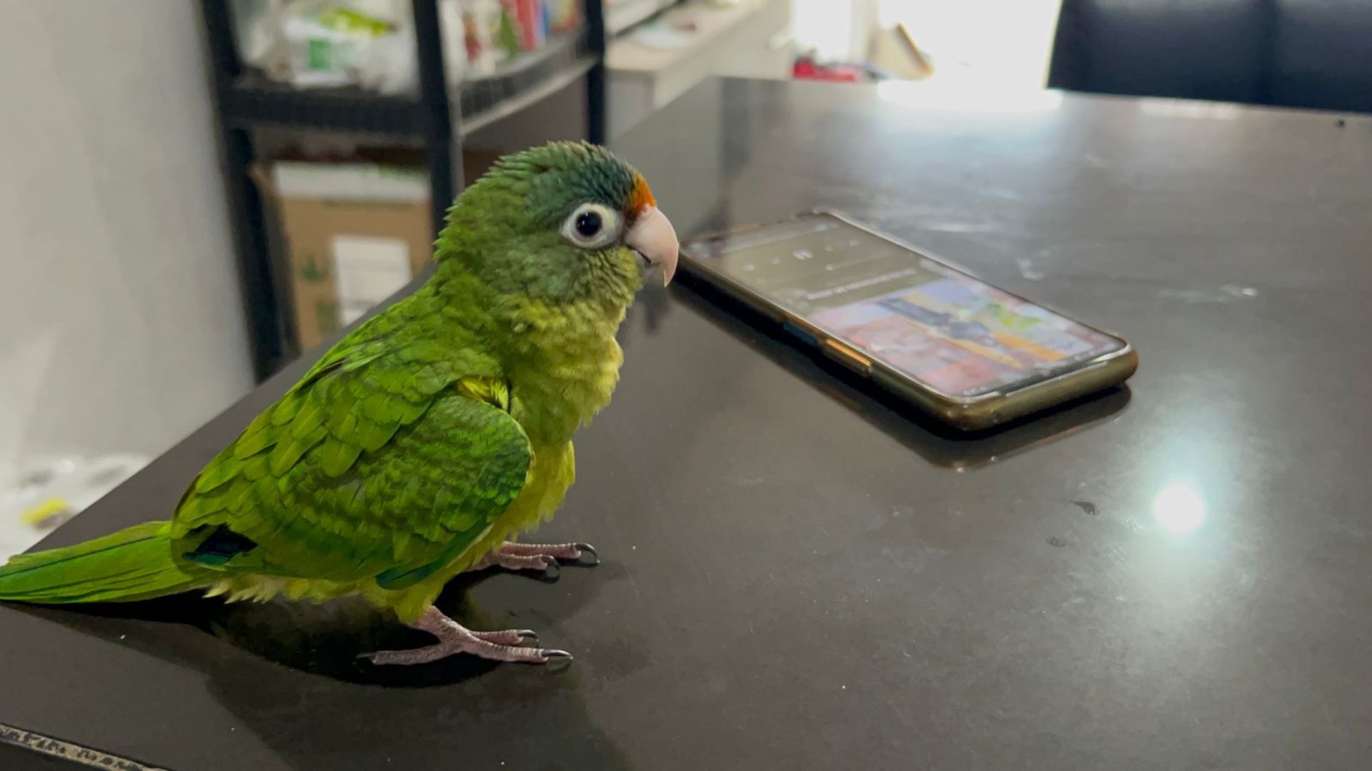 Conoce a ‘Pepe’ el perico fan de Marco Antonio Solís ‘El Buki’ (VIDEO)
