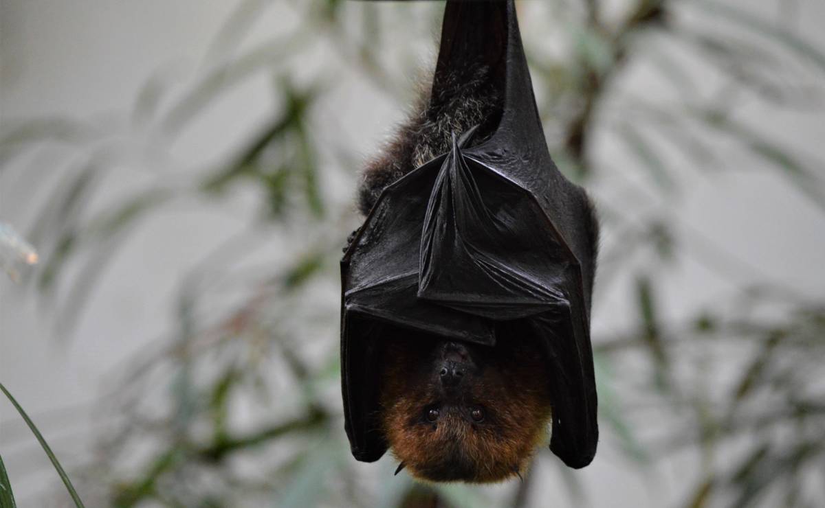 Un murciélago, el primer mamífero que se aparea sin necesidad de ...