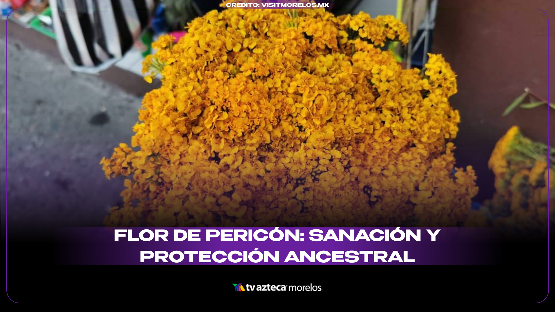 Pericón: la flor que sana, protege y limpia