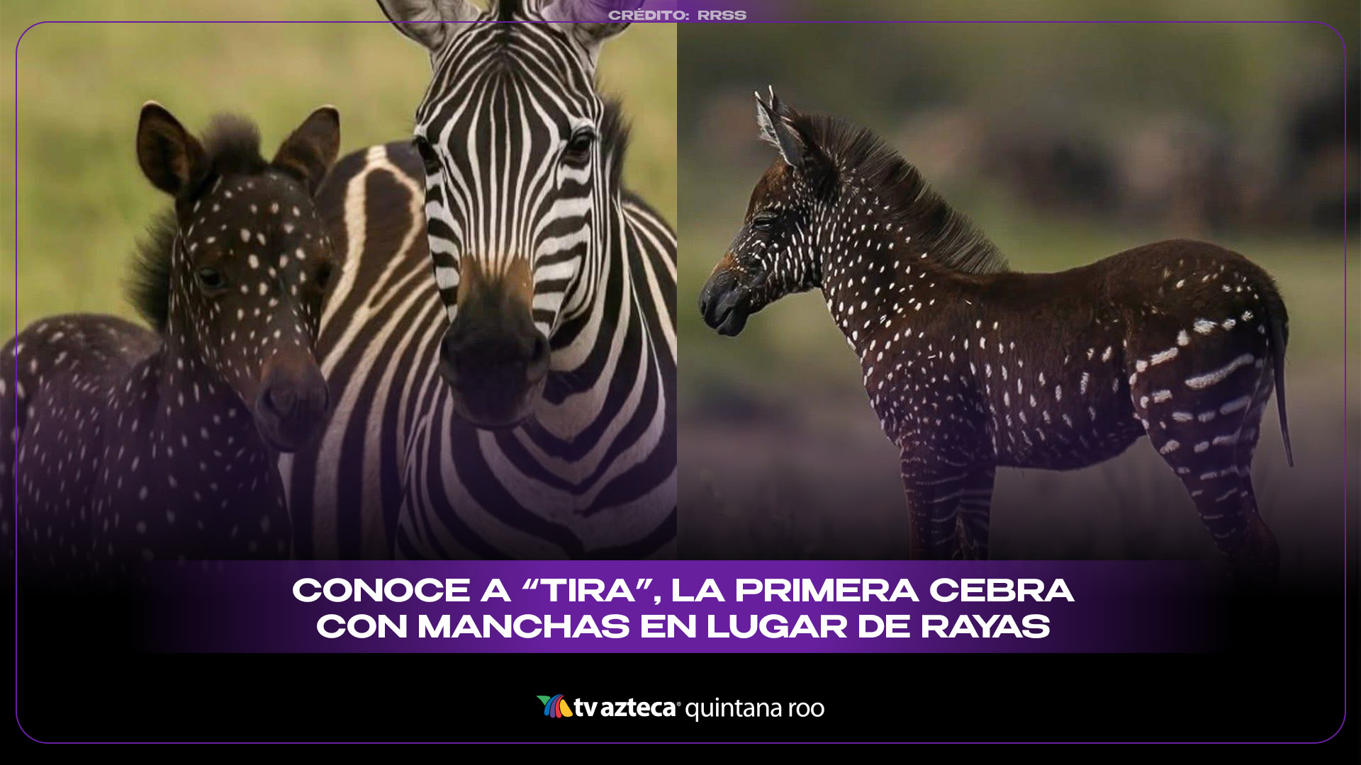 Cebra con manchas: conoce la historia de “Tira”, el raro ejemplar que ...