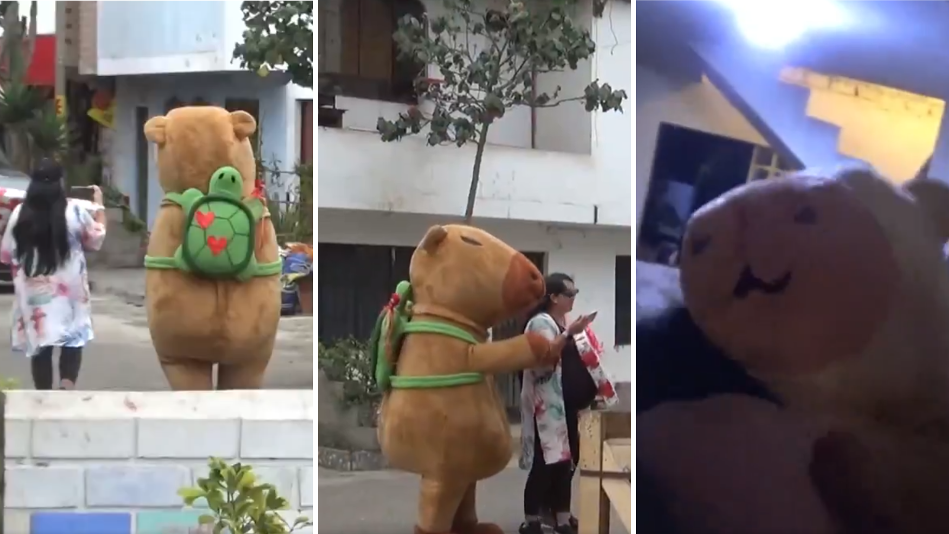 Policía en Perú se disfraza de capibara para capturar a delincuente y ...