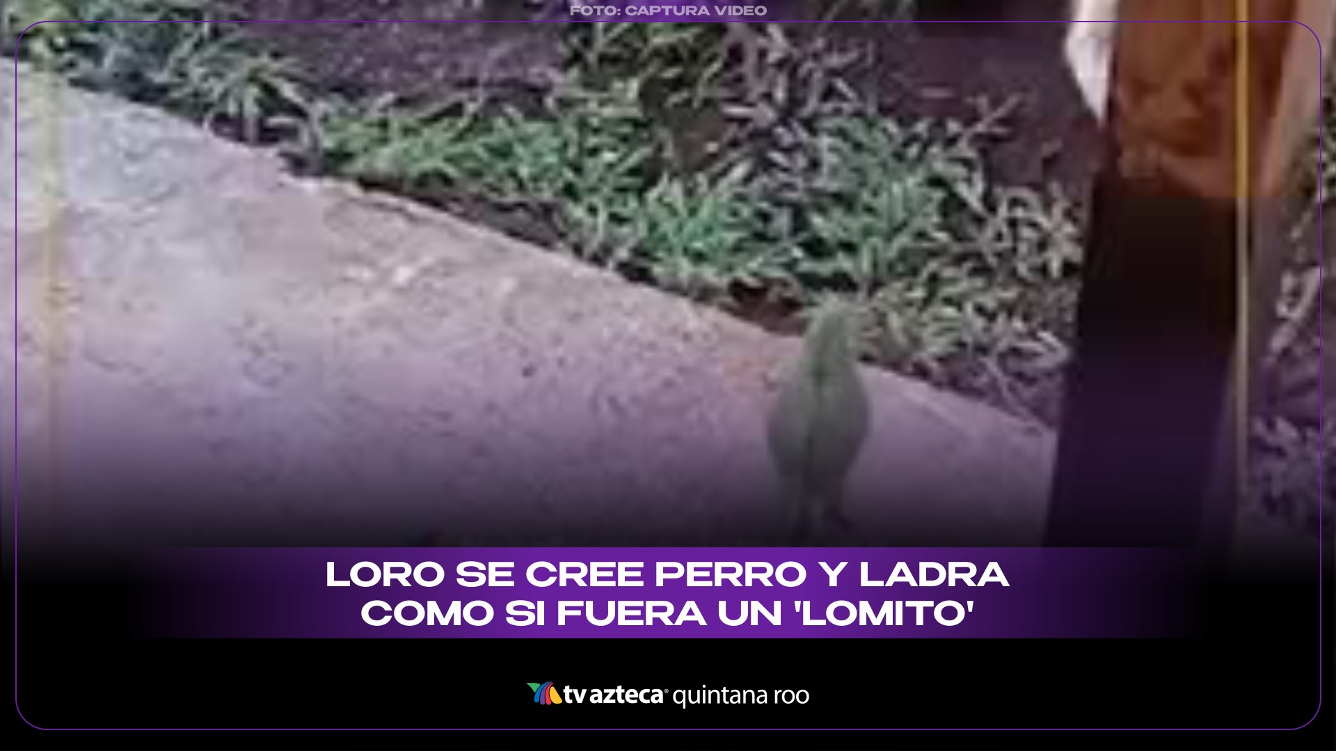 VIDEO: Loro se cree un perro y ladra como si fuera un 'lomito'; se ...