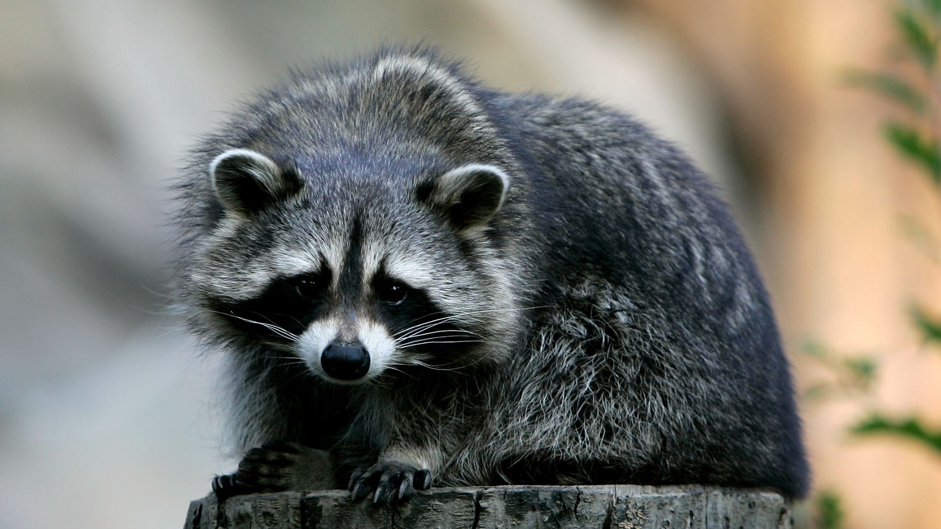 ¿Cuál es el origen del mapache Pedro que se ha hecho viral en TikTok y ...