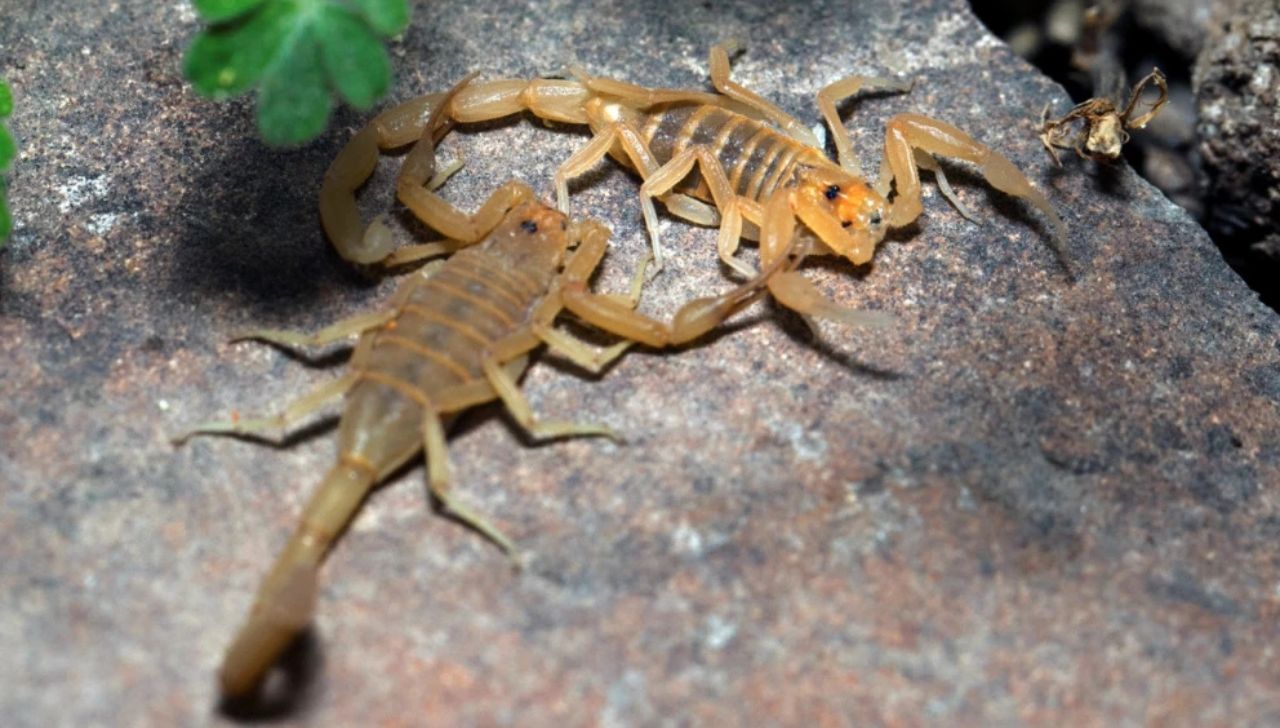 Animales que ahuyentan los alacranes y escorpiones