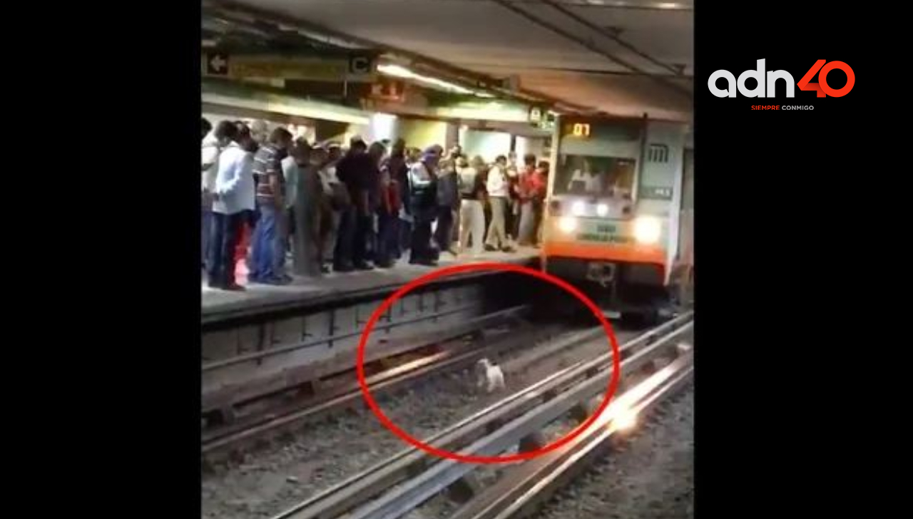 VIDEO: Perrito corre para no ser arrollado por Metro CDMX
