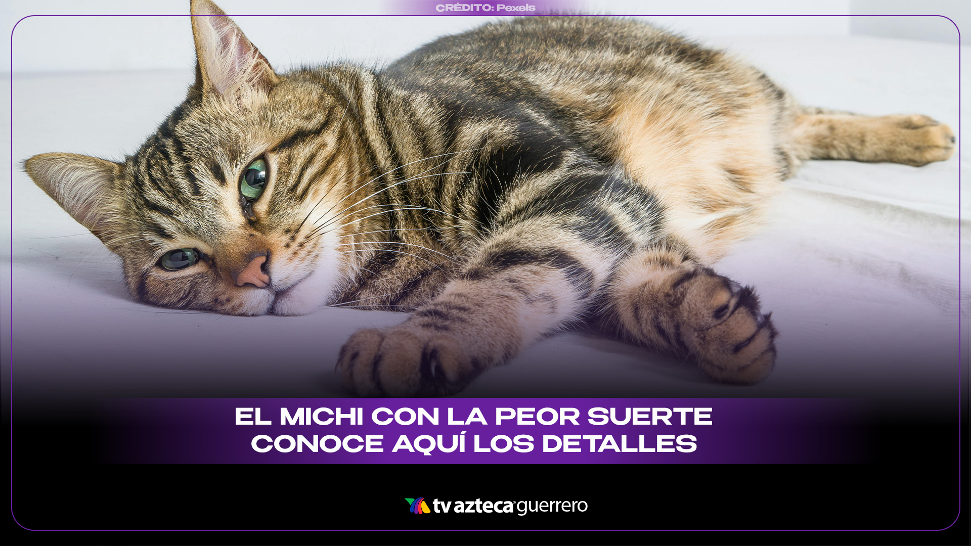 Gatito con mala suerte se vuelve viral en redes sociales