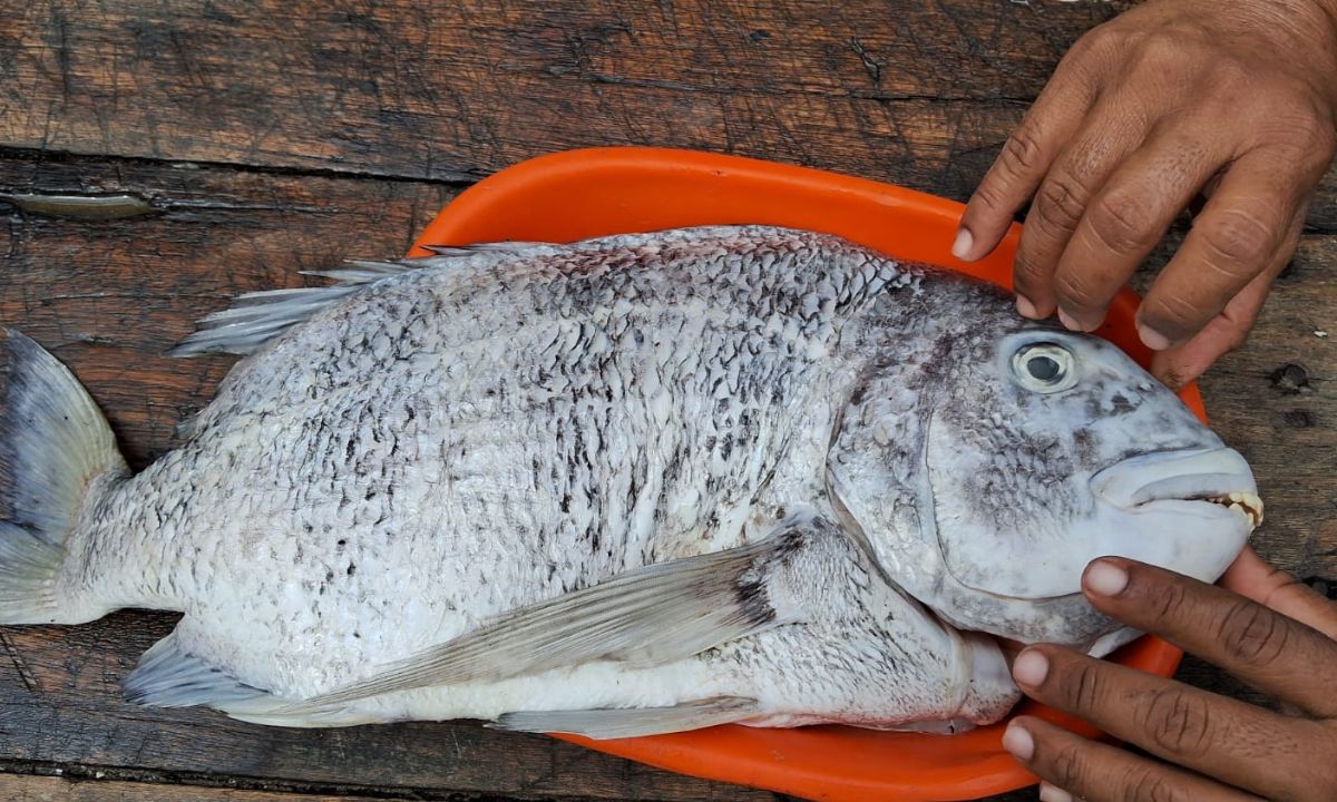 Pescadores capturan pez con dientes humanos en río en Veracruz