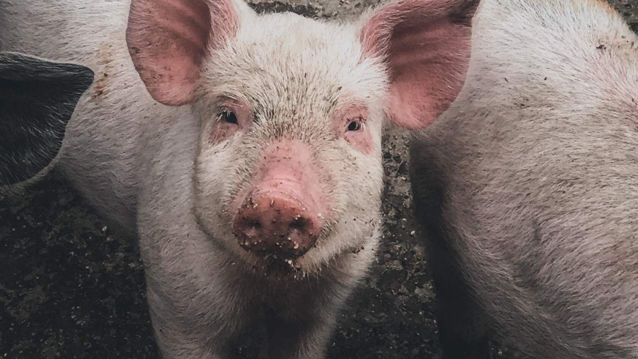 Cerdo mata a carnicero cuando lo iban a sacrificar