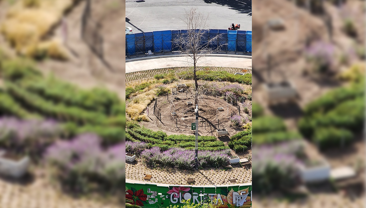 Ahuehuete de Paseo de la Reforma está en "estado crítico"