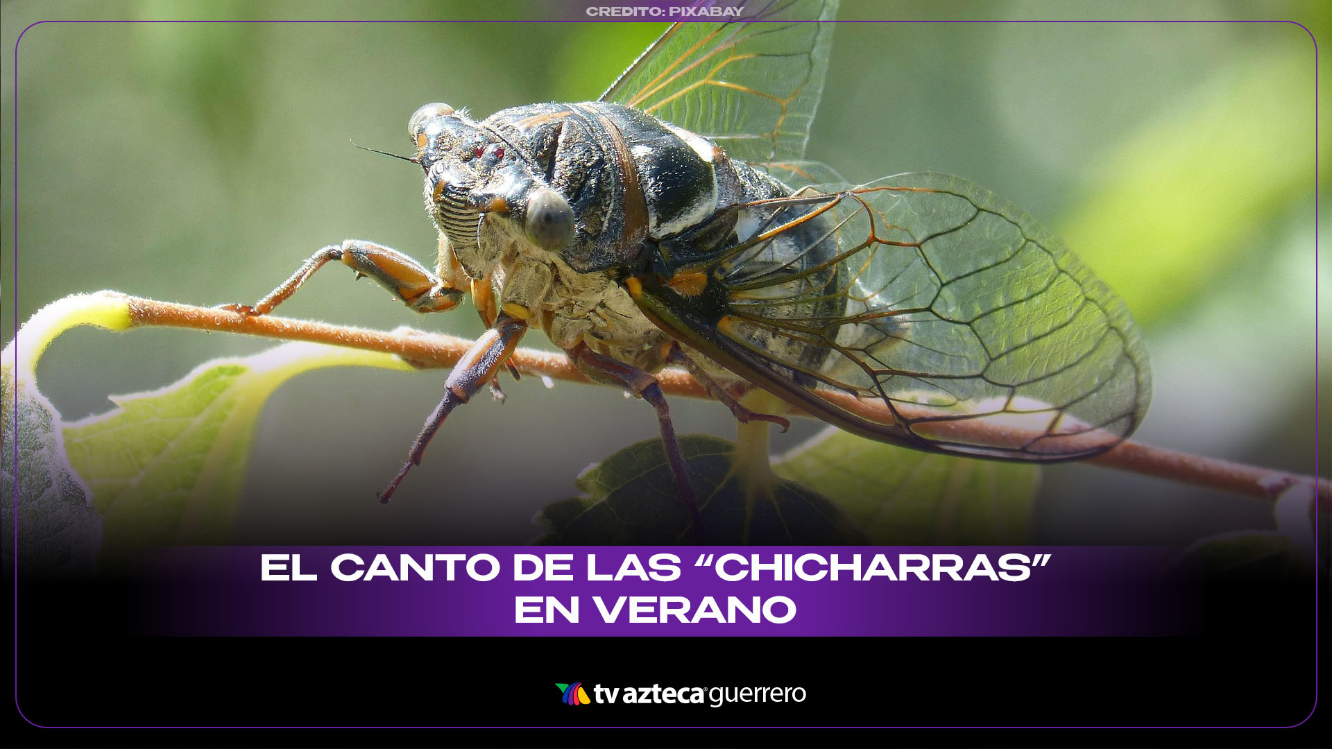 Te explicamos la razón por la que las chicharras crean su sonido