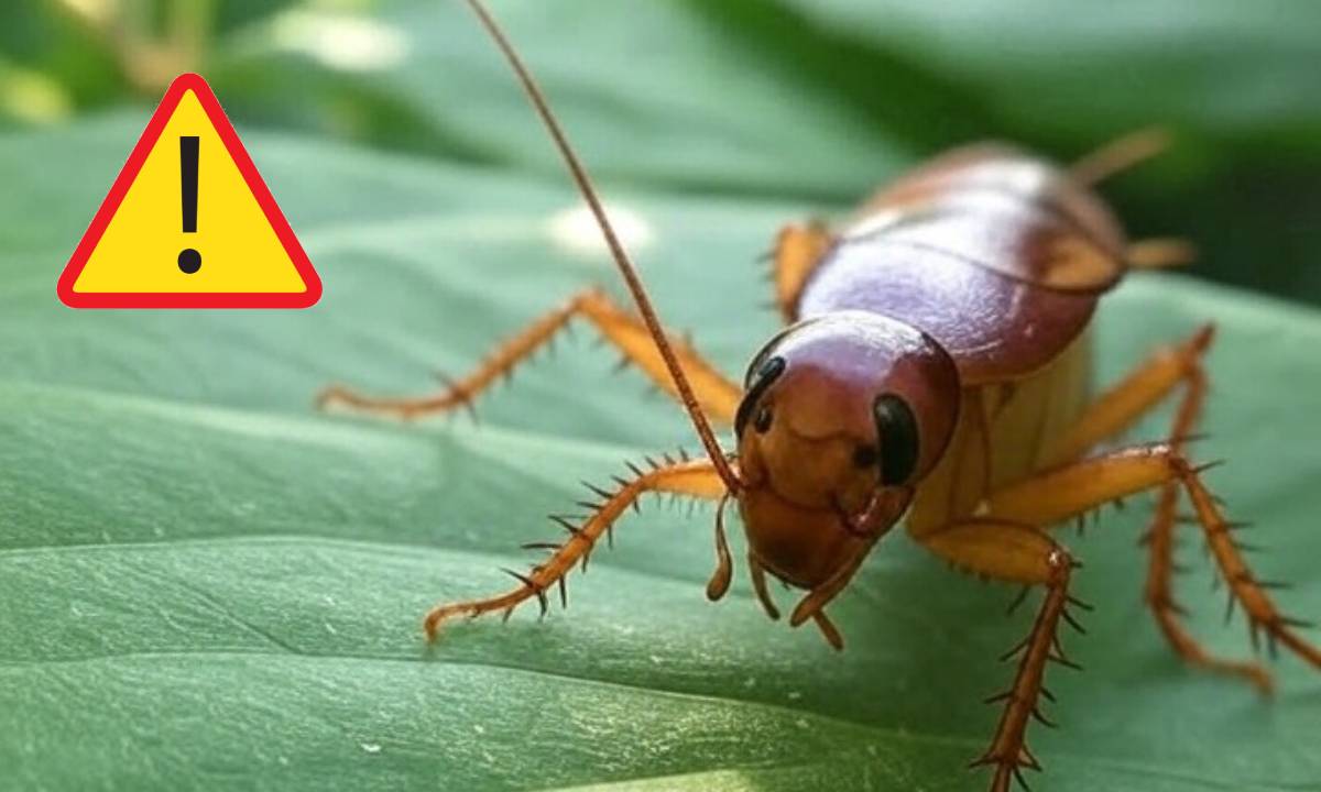 Canícula 2025 aumentaría presencia de cucarachas gigantes; ¿Cómo son y ...