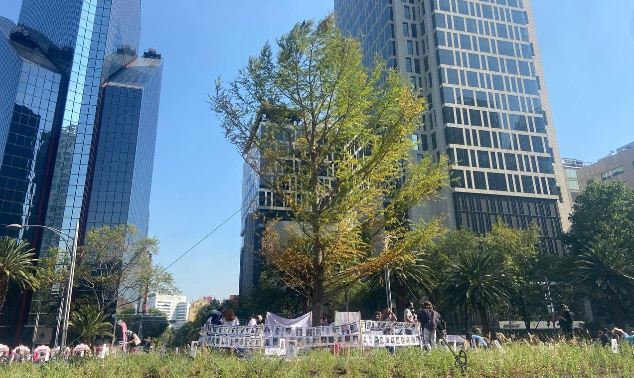 Historia y origen del nuevo ahuehuete de Reforma