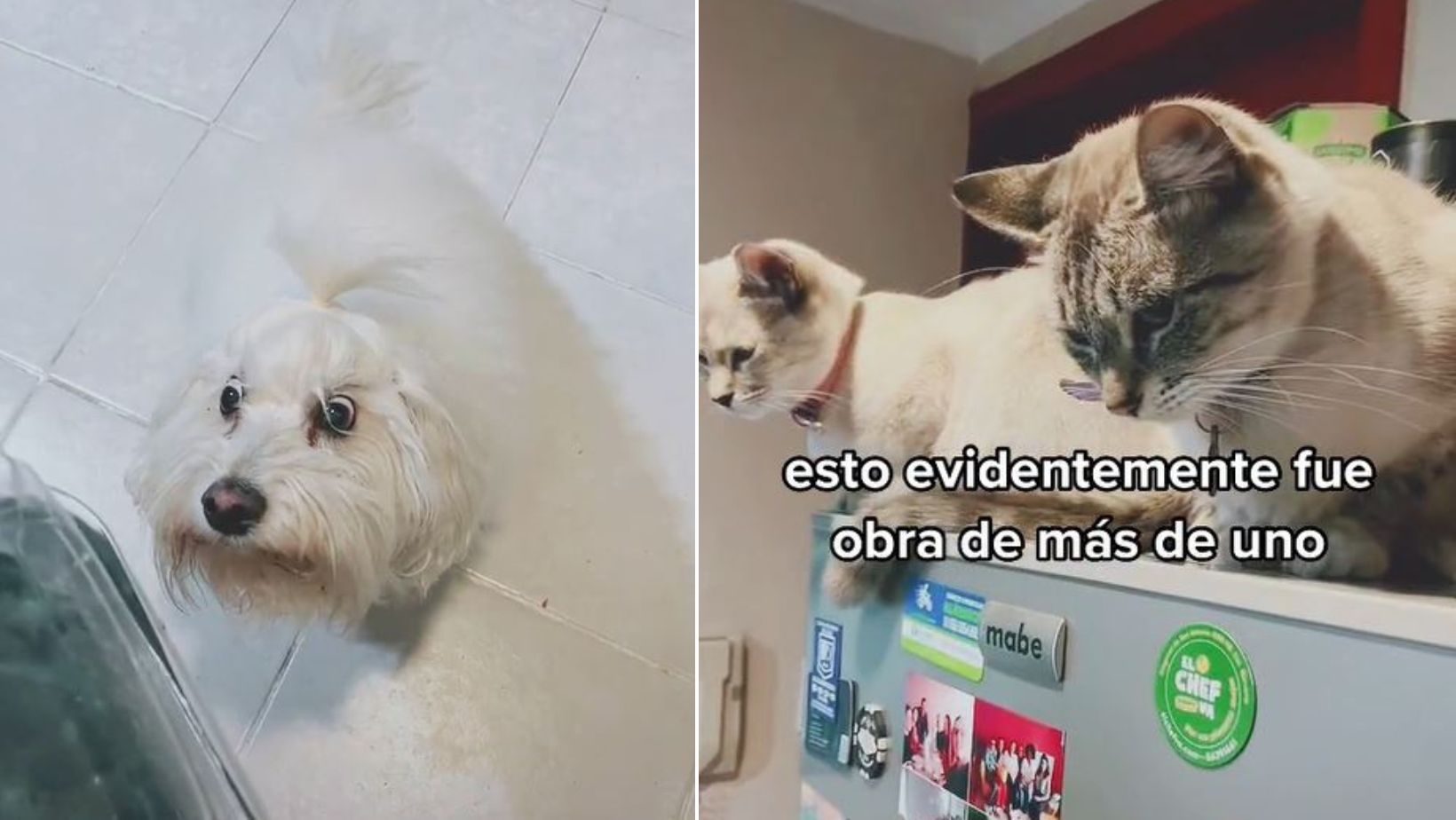Mascotas se comen pollo rostizado y el dueño hace una investigación