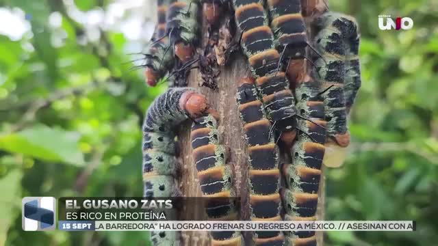 Propiedades del gusano Zats: proteína, hierro y fibra en la dieta y ...