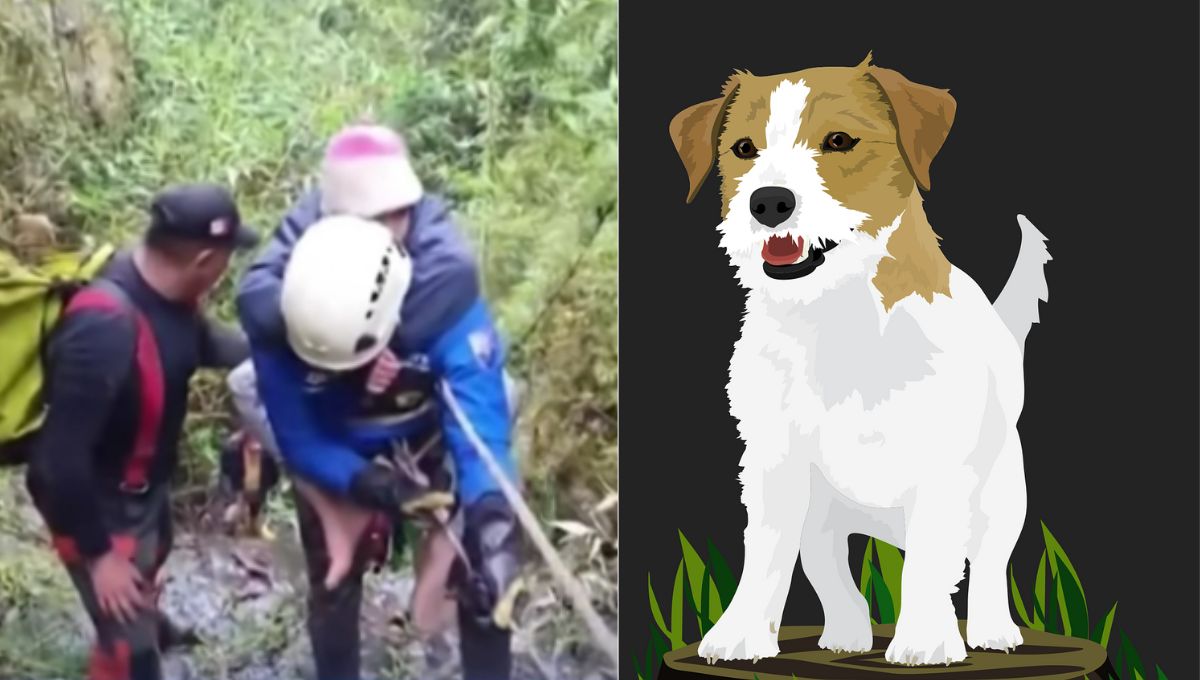 Así un perro salvó la vida de un niño perdido