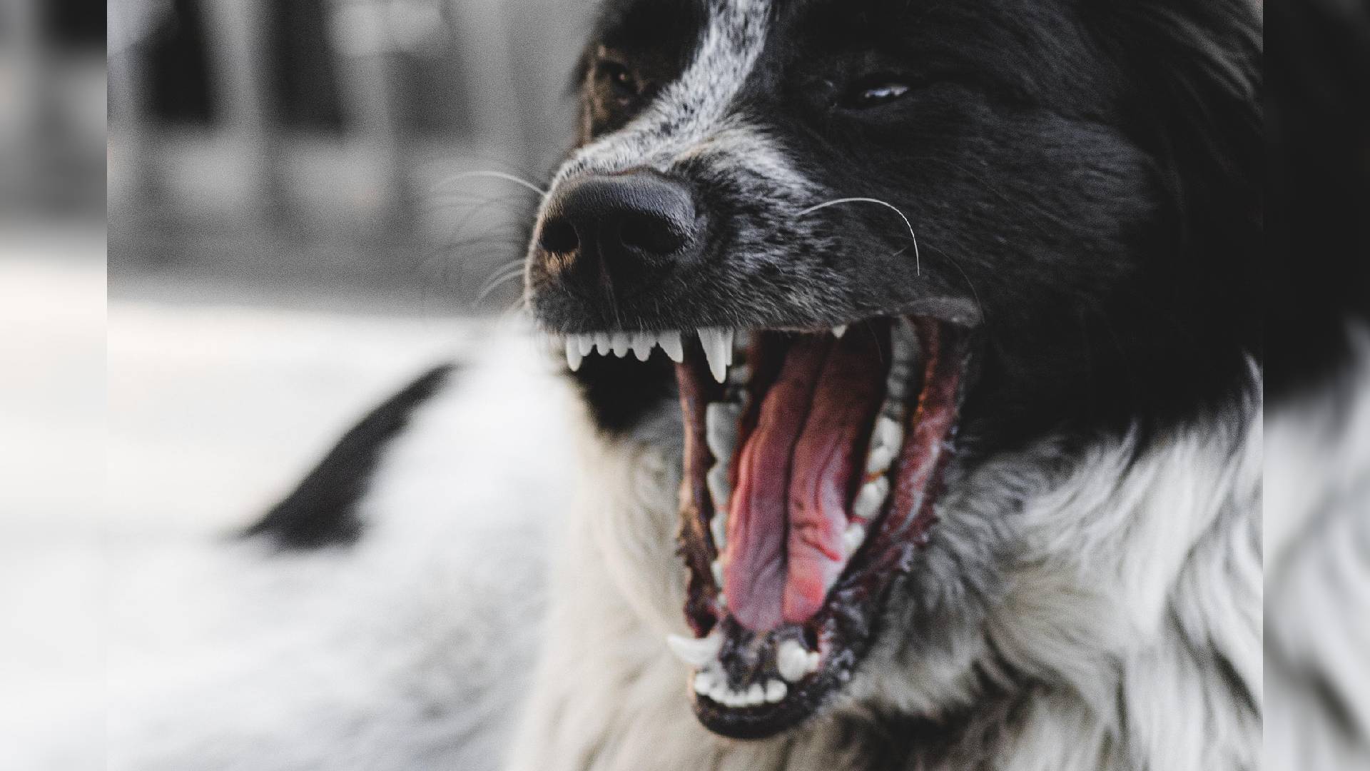 Jauría de perros ataca a varias personas en Edomex; Se reportan dos ...