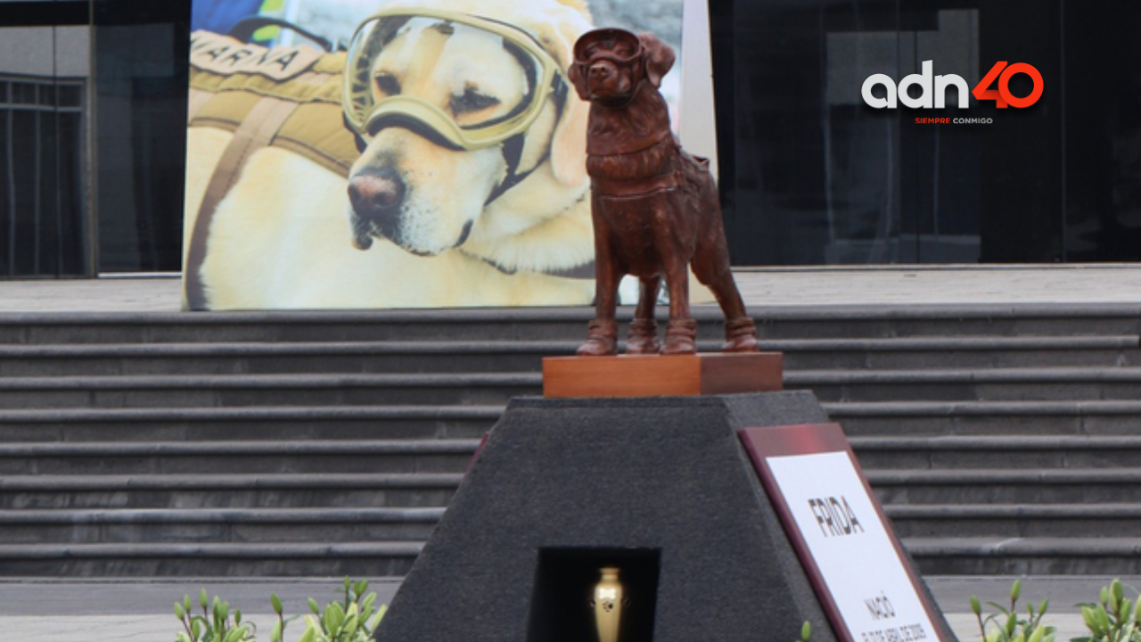 Semar rinde homenaje a la perrita rescatista Frida