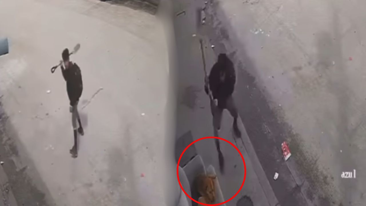 VIDEO: Perro es golpeado con una pala en la colonia Valle Verde de ...