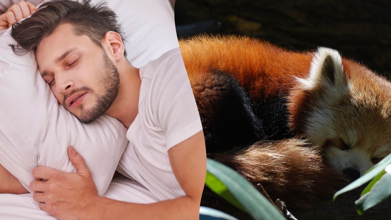Animales y sus horas de sueño: ¿Cuál es el animal que más horas duerme?