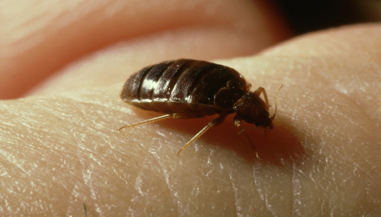 Dónde hacen nido las chinches y cómo encontrarlos