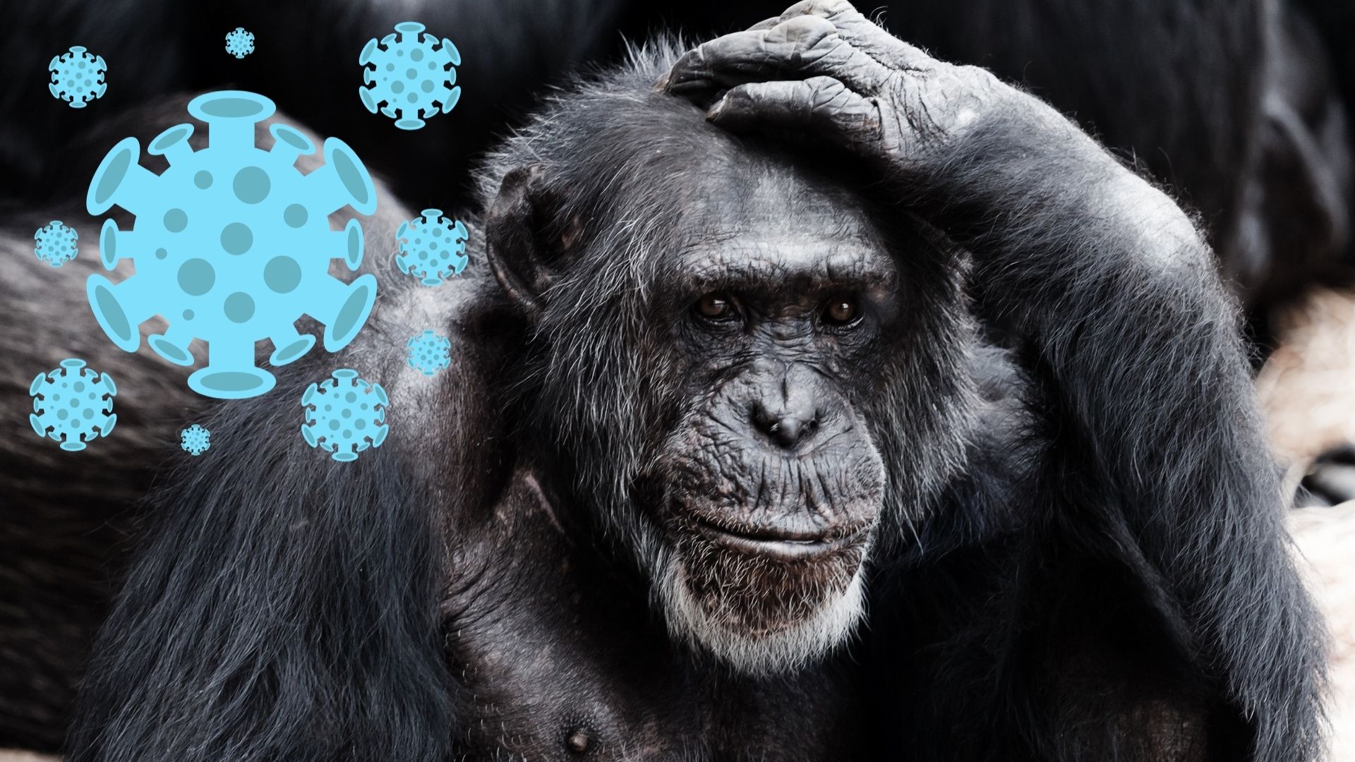 Pandemias del SIDA y viruela del mono ¿De donde vienen?