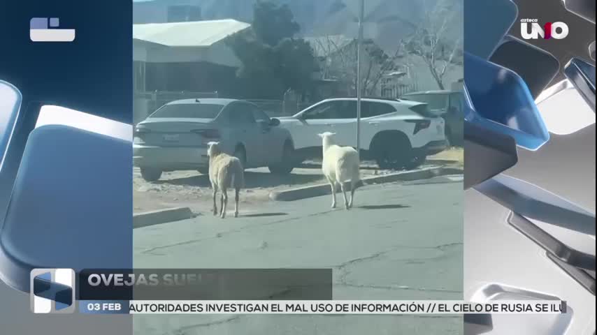 Ovejas sueltas se viralizan tras detener el tráfico en El Paso, Texas ...