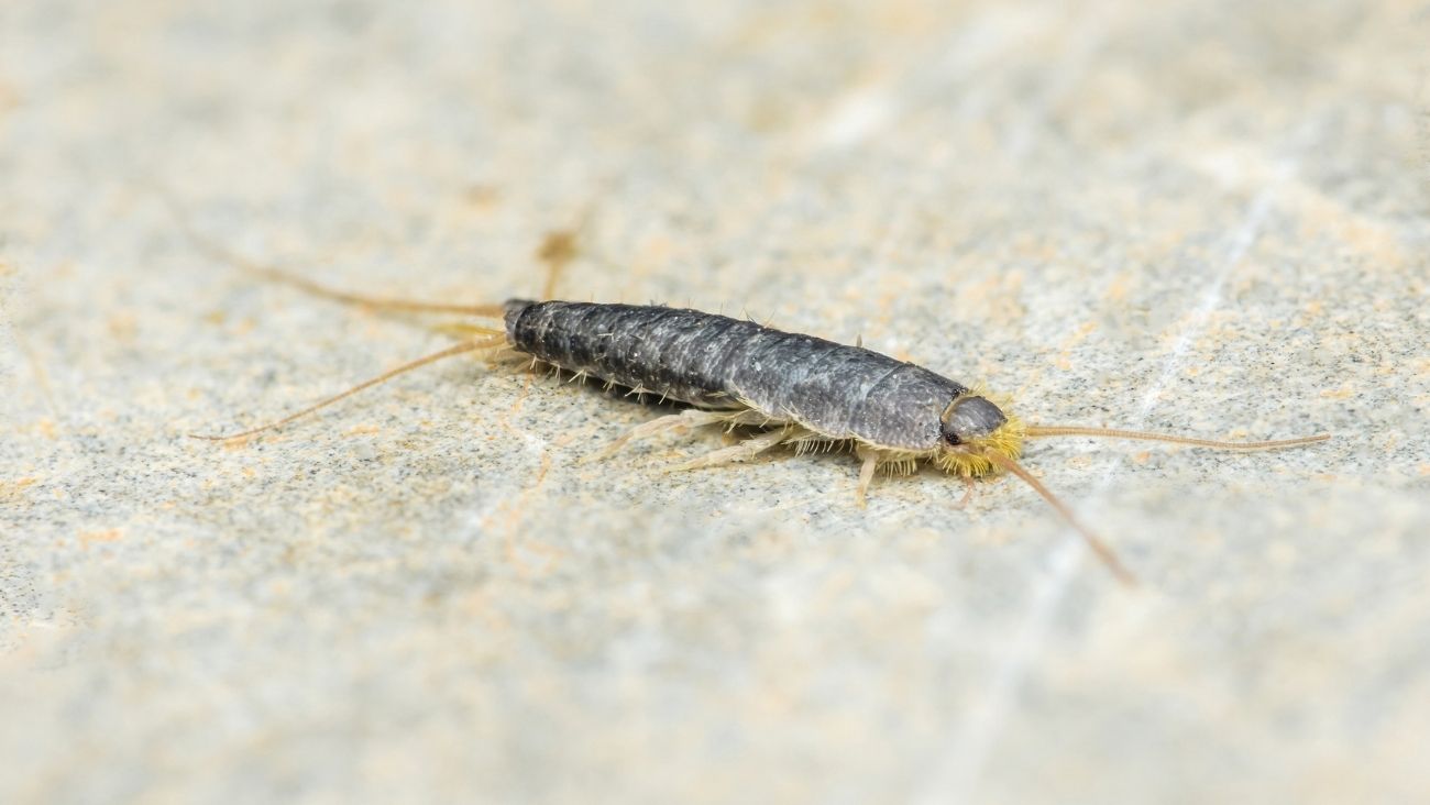 ¿Dónde hacen nido los pececillos de plata o tijerillas?