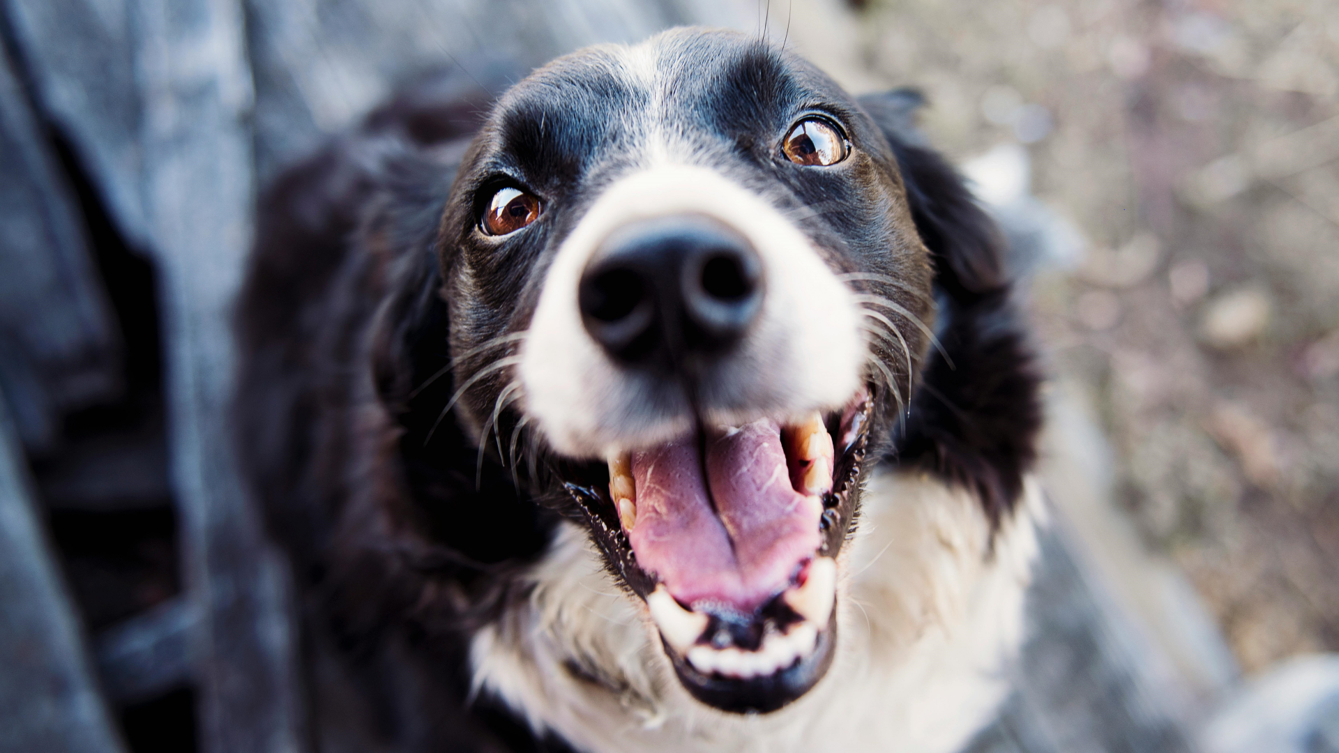Recomendaciones sobre cómo proteger a tu perro del ruido de la ...