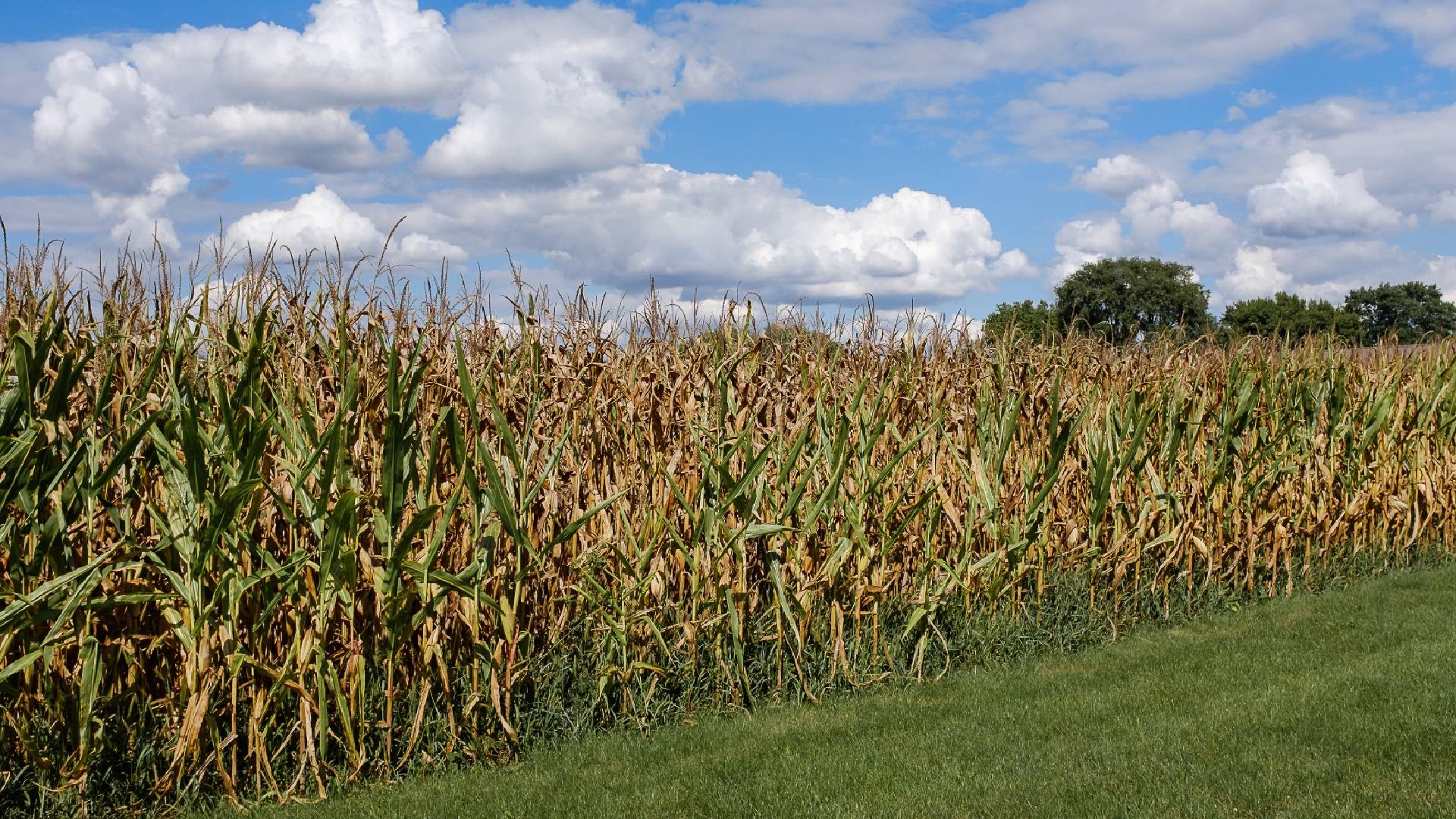 ¿Qué es el corn sweat y por qué hay mucha humedad en el ambiente en ...
