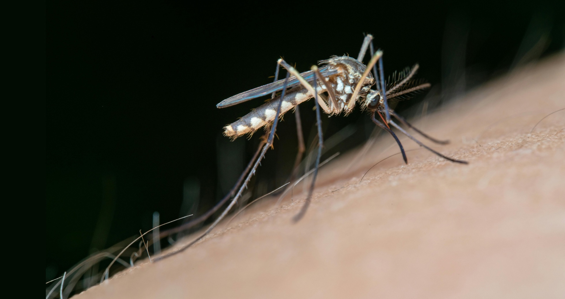 ¿Cuáles son las enfermedades que pueden transmitir los mosquitos a las ...