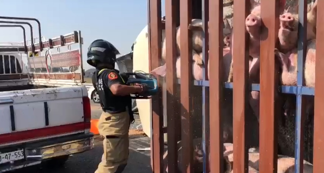 Vuelca tráiler que transportaba puercos en autopista de Edomex