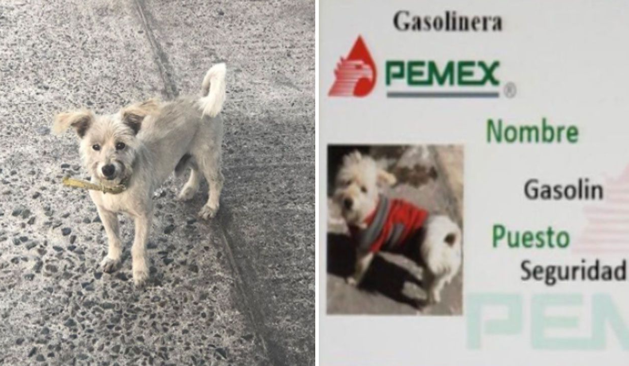 Perrito callejero que es jefe de seguridad de una gasolinera