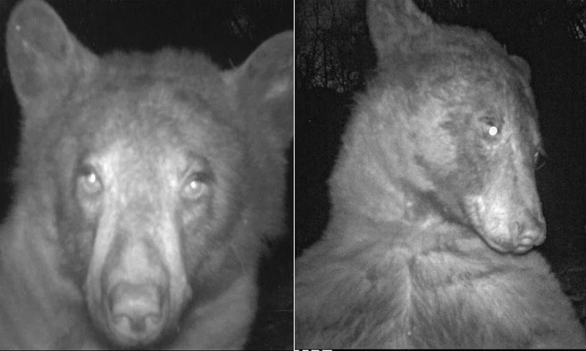 ¡Hermoso! Oso se toma más de 400 "selfies"