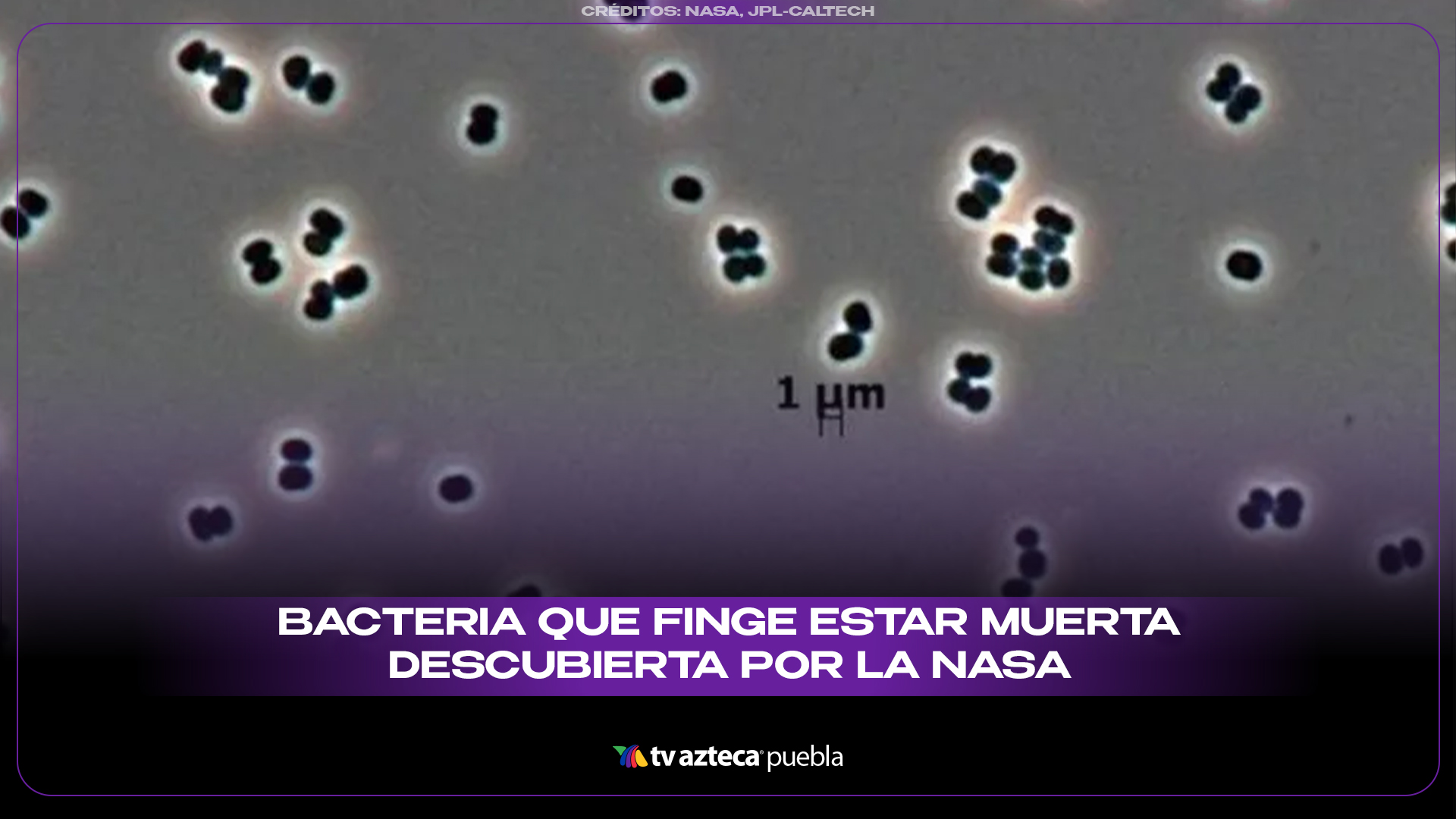 Bacteria que finge estar muerta descubierta por la NASA y su posible ...
