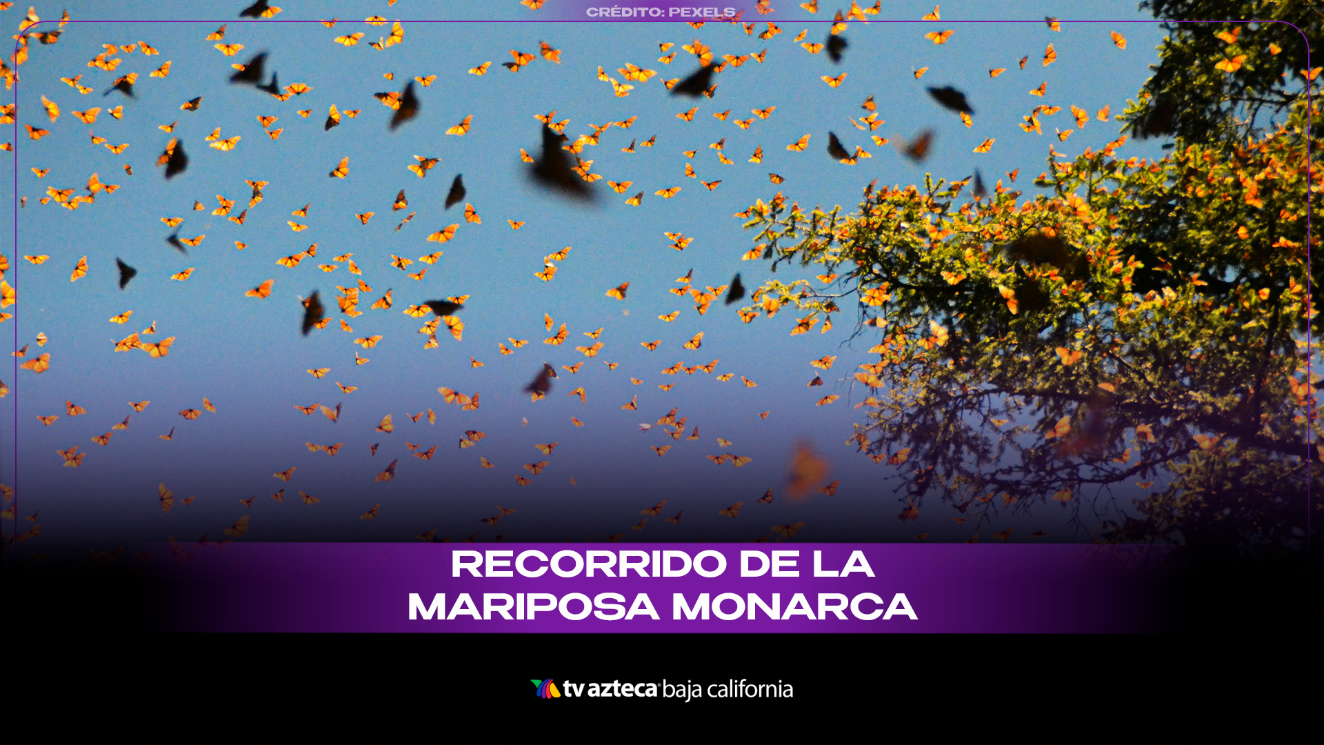 Mariposa monarca: así es su viaje de más de 4 mil kilómetros