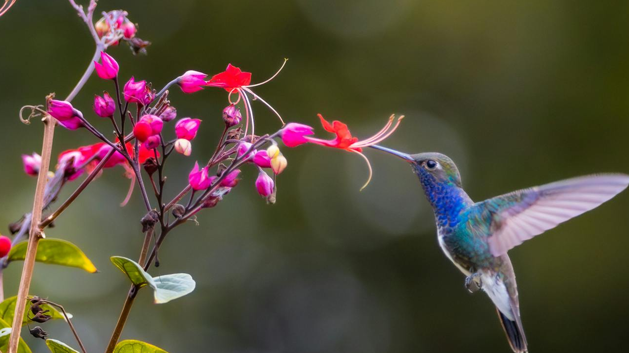 ¿Qué significa un colibrí en tu jardín o ventana?