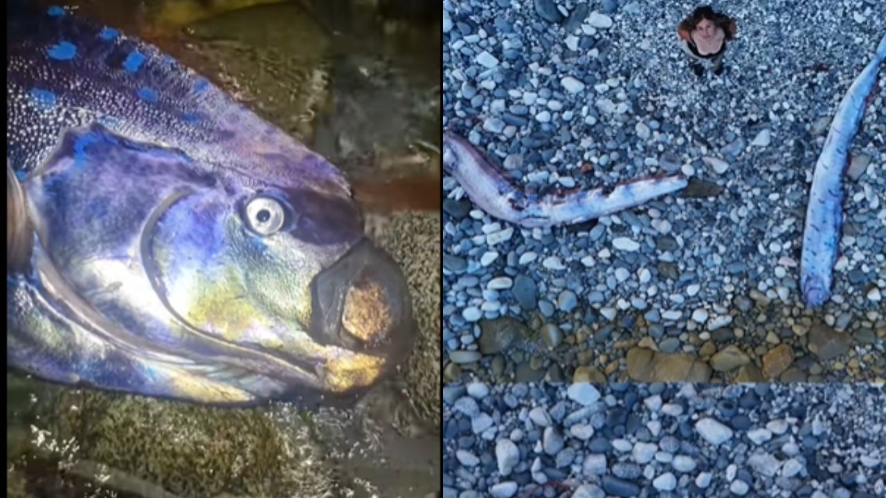 Peces remo aparecen en la orilla de BCS; superstición los vincula con ...