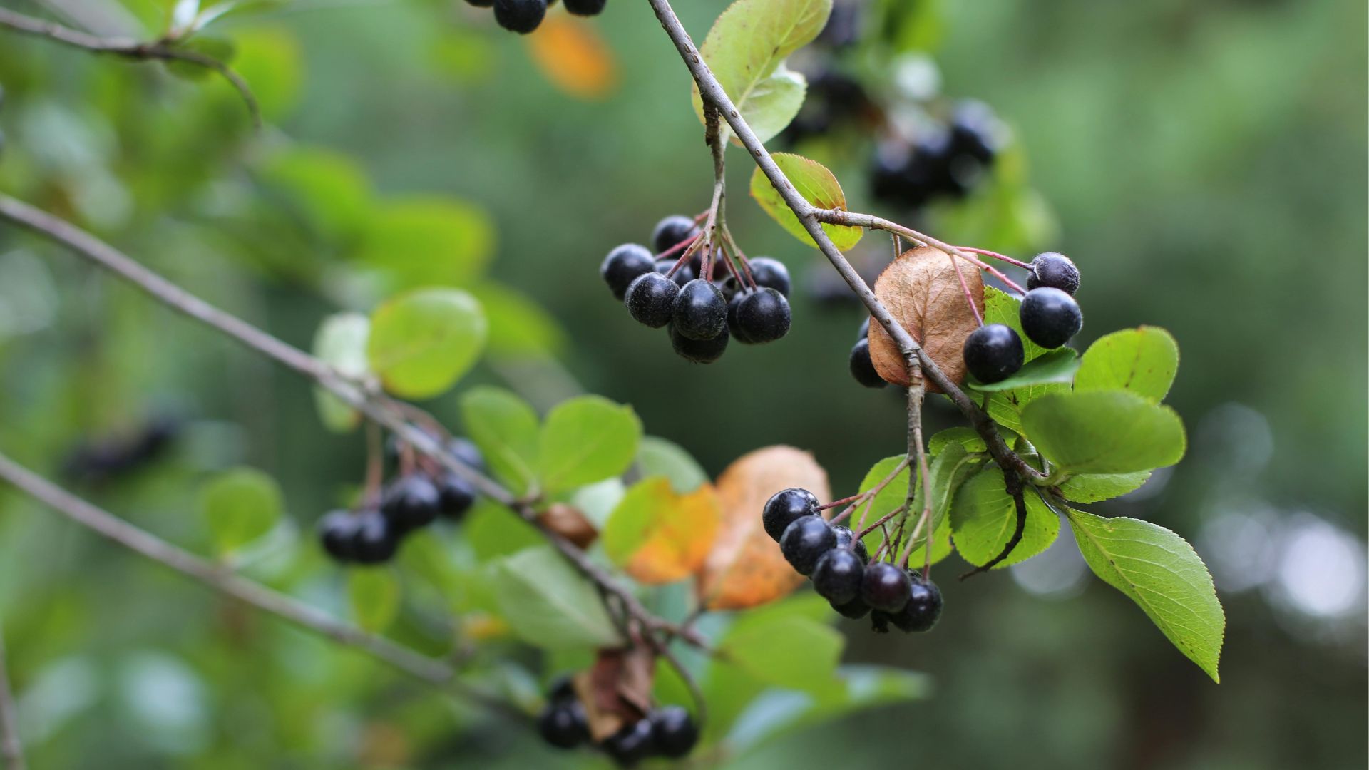 Aronia negra: ¿Cuáles son los beneficios a la salud de este fruto del ...