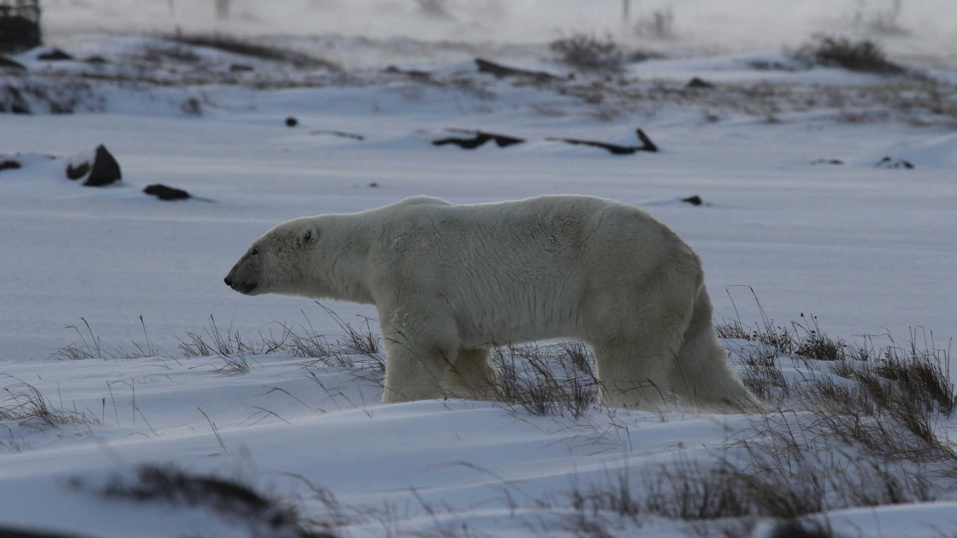 Día Internacional del Oso Polar: ¿Por qué se conmemora el 27 de Febrero?